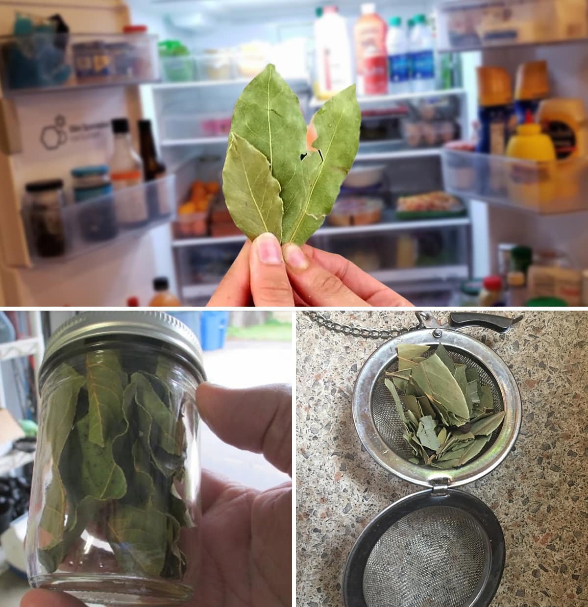 Bay leaves in the refrigerator and other tricks for harnessing the ...