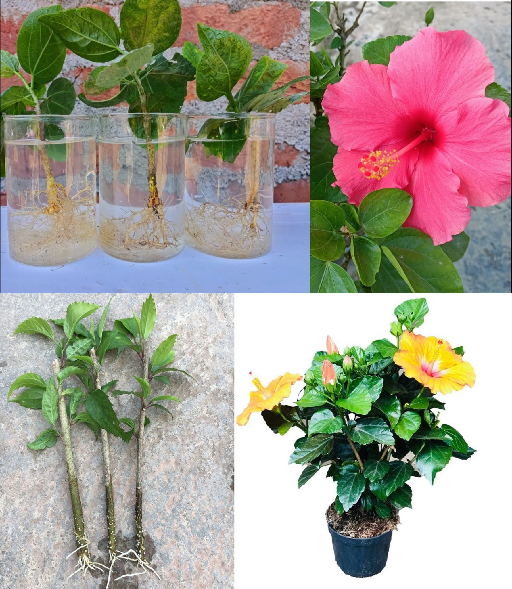 How to reproduce Hibiscus from leaves – New very simple method ...