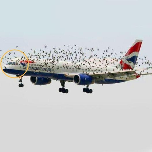 When The Pilot Realized Why The Birds Were Flying Next to The Plane, He ...