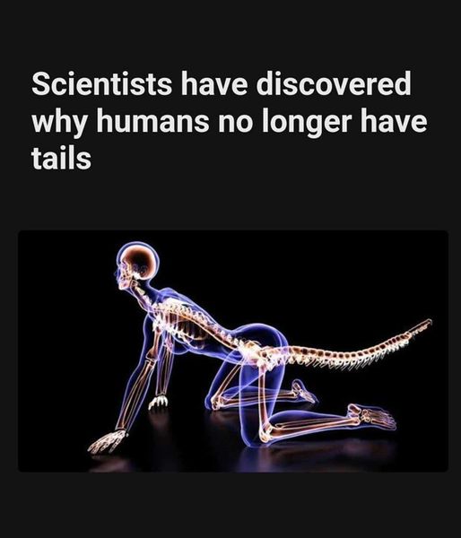 SCIENTISTS REVEAL WHY HUMANS NO LONGER HAVE TAILS – TrendsNews99