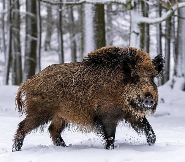 ‘Super Pigs’ Weighing 600 Pounds Wreak Havoc Across Canada — And Build ...